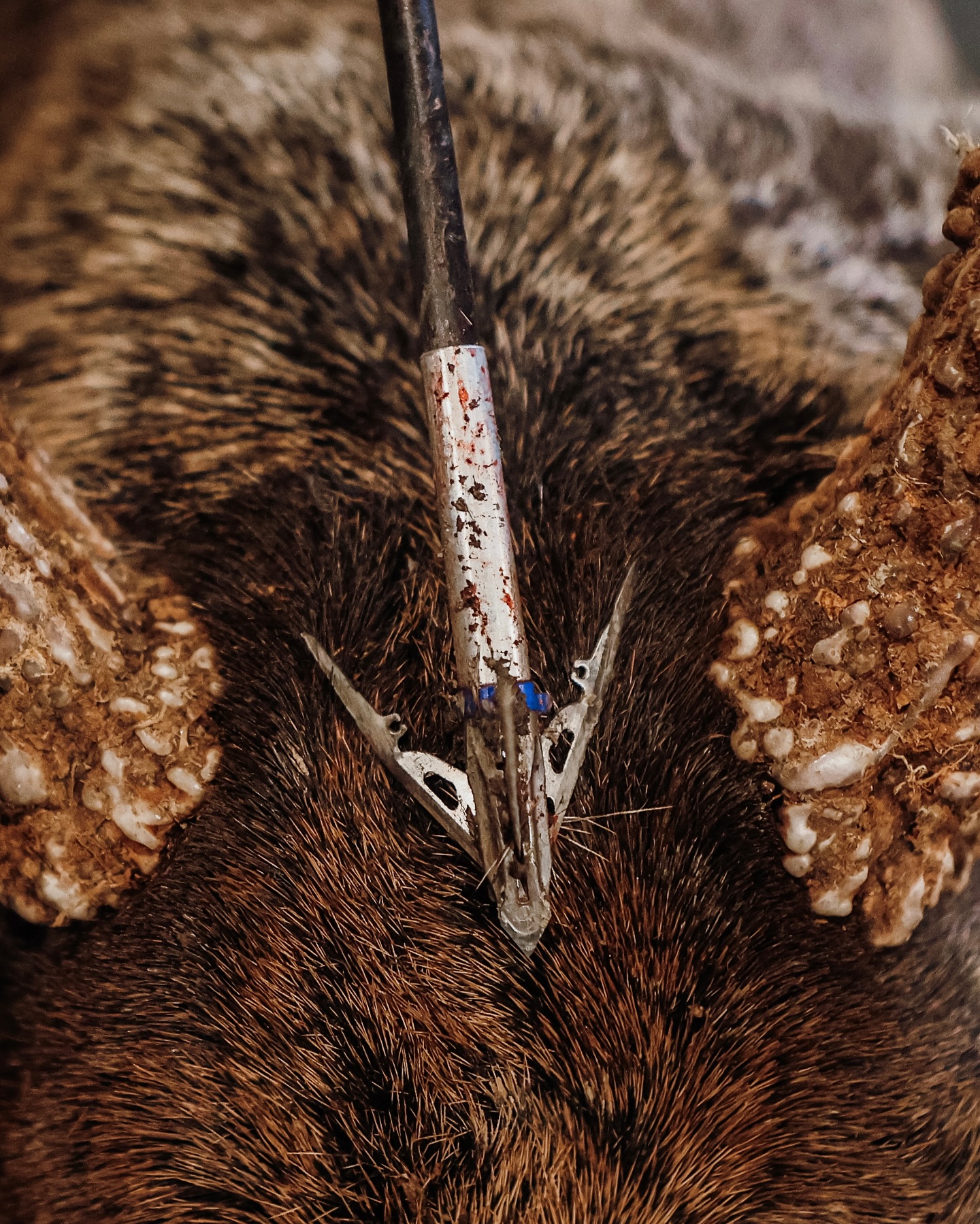 JIM-BOWS ARCHERY EDMONTON – Jim-Bows Archery Calgary